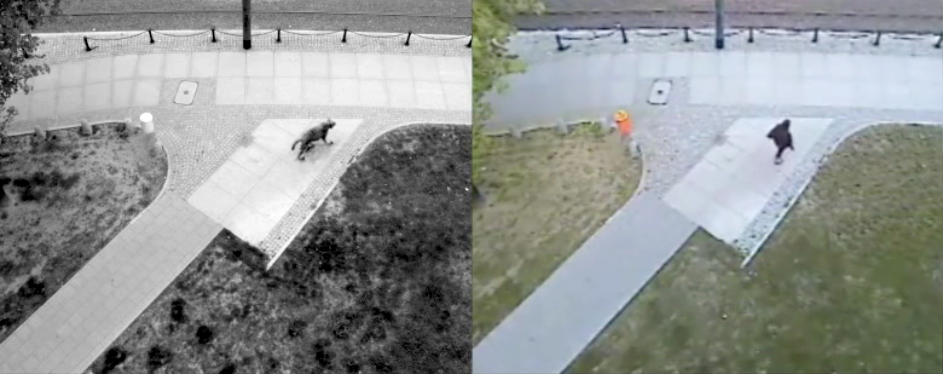 Canis Lupus. | Aleksandra Kaminska